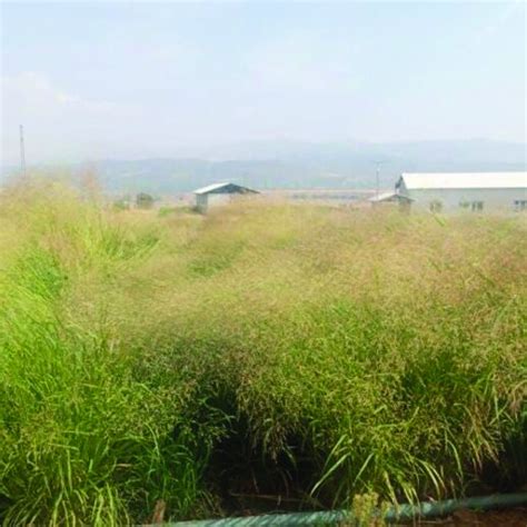 General View Of The Switchgrass Plant Download Scientific Diagram