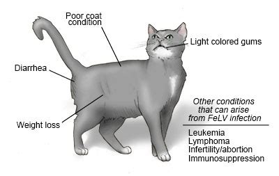 Feline Leukemia Virus Cornell University College Of Veterinary Medicine