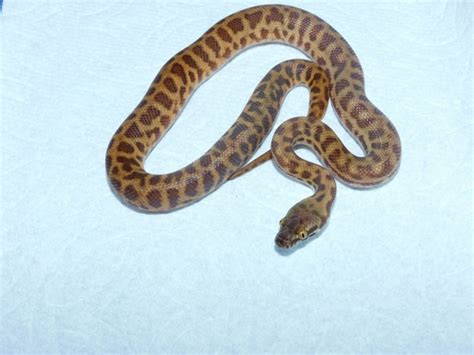 Eastern Stimsons Python Antaresia Stimsoni More Python By Gsl Reptiles