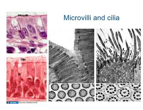 090808 Epithelium