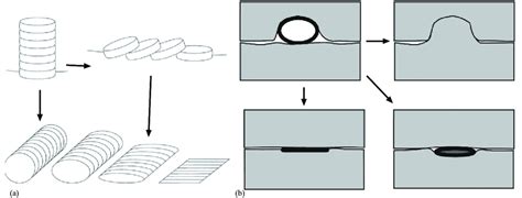 The Preservation Of The Ribbon Like Fossils A Compression Of The Download Scientific Diagram