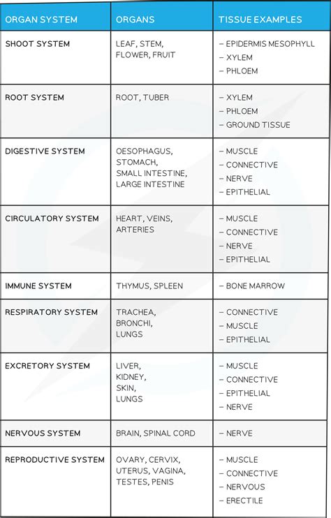 Edexcel IGCSE Biology Double Science 复习笔记 2 1 1 Levels of Organisation