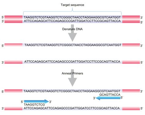 Polymerase Chain Reaction Amplifikasi Dna Inovasi Biologi