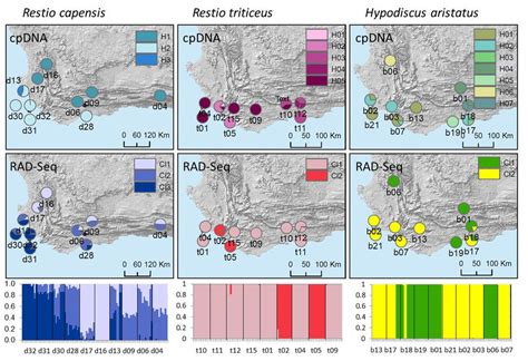 Spatial Distribution Of Plastid Dna And Rad Seq Based Nuclear Genetic Download Scientific