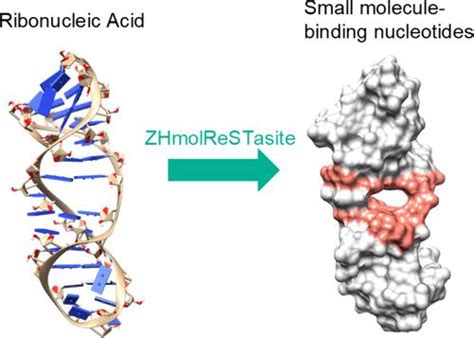 使用 Rna 表面形貌预测 Rna 结构中的小分子结合核苷酸journal Of Chemical Information And