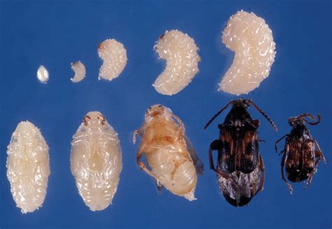Ufifas Stored Product Pests Photographs Cd Rom