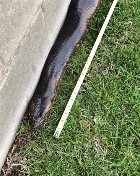 I Havent Measured Her In 4 Years But This Was The Last Time I Did