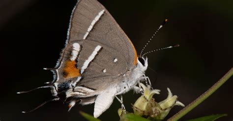 Bartrams Hairstreak Butterfly Strymon Acis Bartrami Us Fish