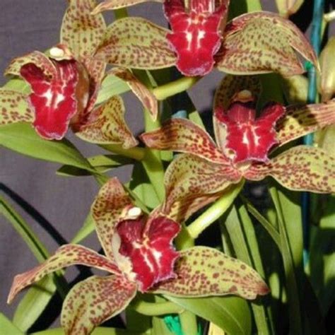 Bunga Tropika Eksport Import