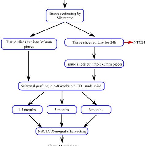 Schematic Overview Of The Experimental Design Download Scientific Diagram