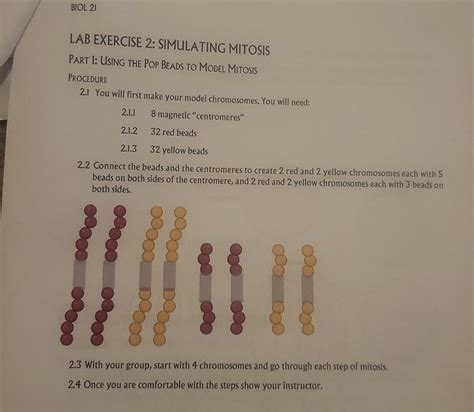 Solved Lab Exercise 2 Simulating Mitosis Part 1 Using The