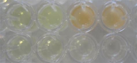Elisa Assay Microtitre Plate For The Photometric Quantification Of The Download Scientific