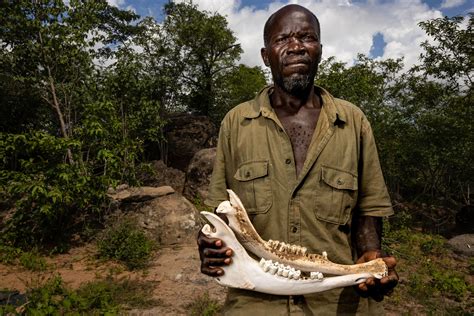 Bushmeat Poaching Sustainable Management Of Wildlife Vital Science
