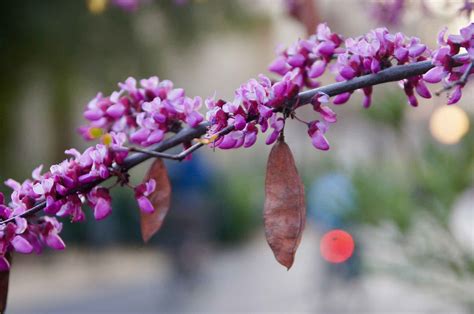Cercis Occidentalis Western Redbud Trees Of Stanford And Environs