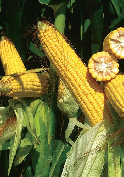 Macha Greenlife Seed