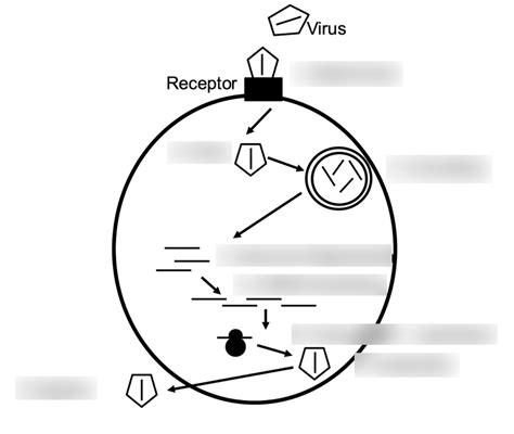 Virus Host Interactions I Iii Diagram Quizlet