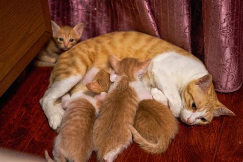 A Litter Of Cute Chinese Pastoral Cats Orange Cat Mother Cat And
