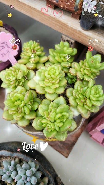 착한마녀의 다육이야기 흙이랑다육이랑 010 3302 2147 다육이 다육이하우스 다육이분갈이 다육이판매 다육농원 반려식물 Youtube