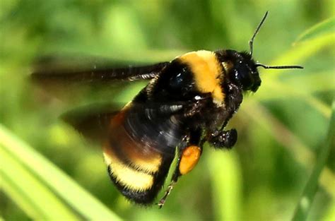 Some Bumble Bees May Be Hyperventilating As The World Warms Science Aaas