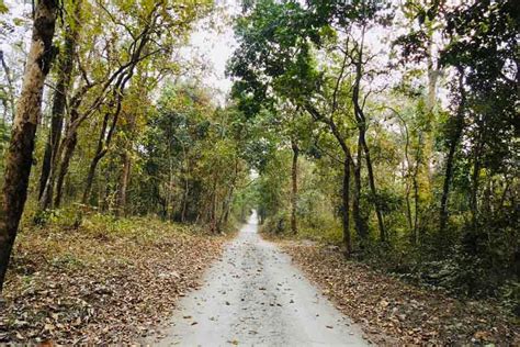 On International Day Of Forests Heres Looking At Baikunthapur And Its Treasures