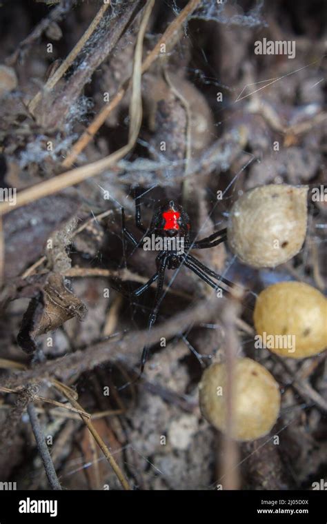 Vertical Closeup Of A Black Widow Spider Latrodectus Waving A Web