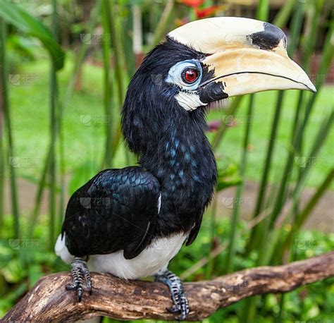 黄色犀鸟。素材 花瓣网