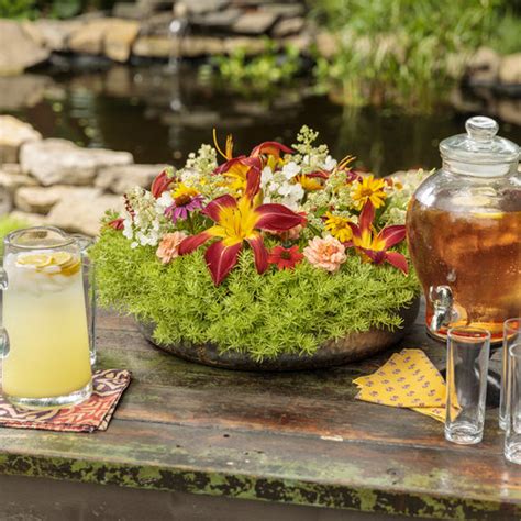 Quick Fire® Panicle Hydrangea Hydrangea Paniculata Proven Winners