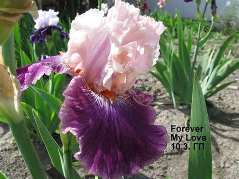 Новият терен Страница 31 Форум