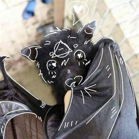 Bat Therian Pfp Vampire Bats Big Eared Bat Cute Bats