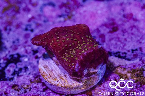 Red Encrusting Wysiwyg Queen City Corals