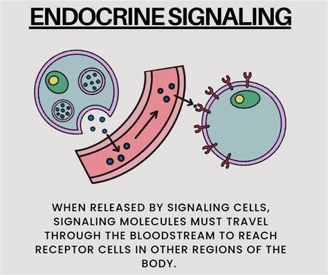 Is Synaptic Signaling Autocrine At Kelvin Brown Blog