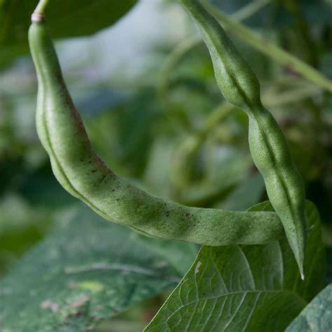 Bean Blight 7 Reasons Behind Wilting Bean Leaves