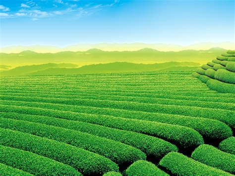 Green Tea Plantation Scenery HD Desktop Wallpaper Preview 10wallpaper Com