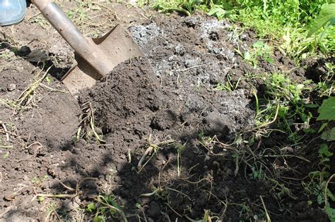 Як відновити виснажений ґрунт восени після збору урожаю Читайте на Ukr Net