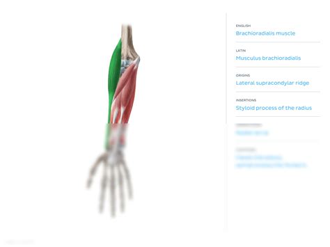 SOLUTION Anatomy Flashcards Elbow And Forearm Studypool