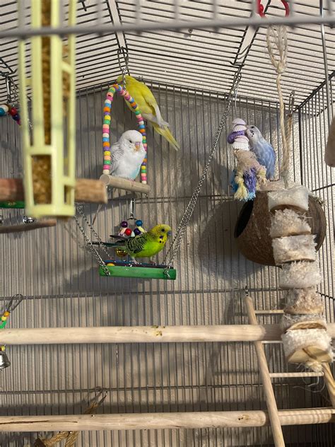 Does Anyone Know How To Sex These For Me Please Rparakeets