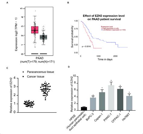 Ezh2 Overexpression In Pc Tissues And Cells A Ezh2 Expression In Download Scientific