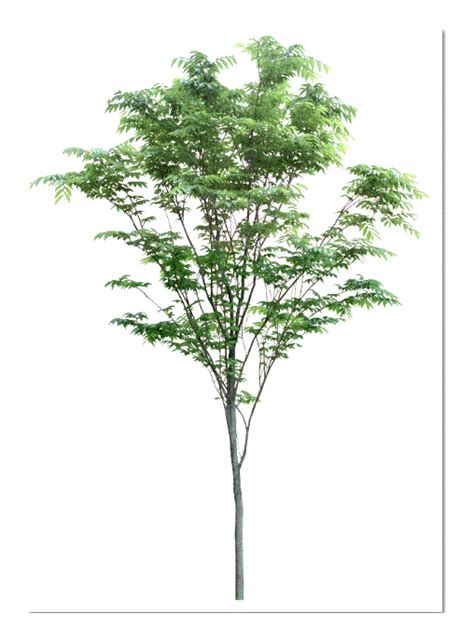 Tree ZIP CAD Drawing Designs CAD