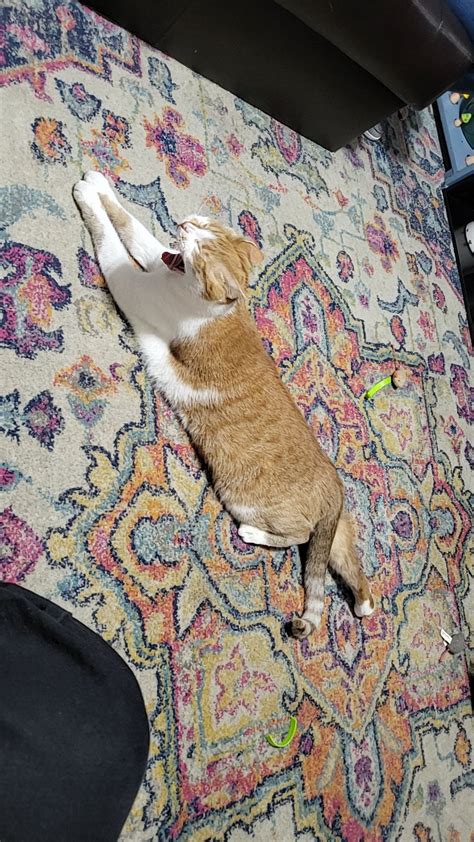 My Sphinx Rcats