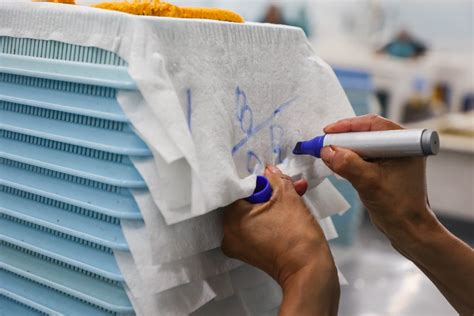 Sea Urchin Watch It Go From Ocean To Processing