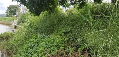 Vetiver Projects Vetiver Australia