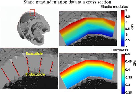 Nanoindentation Data At A Cross Section Of The Wasp Stinger A The Download Scientific Diagram