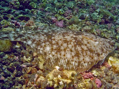 Common Dab Limanda Limanda