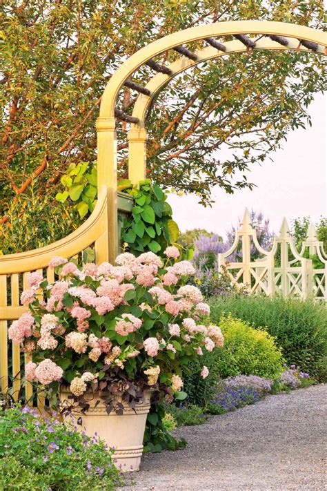 27 Ways To Grow Hydrangeas In Containers