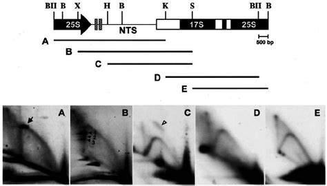 Analysis Of S Pombe Chromosomal Rdna Replication By 2d Agarose Gel
