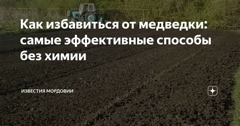 Как избавиться от медведки: самые эффективные способы без химии ...
