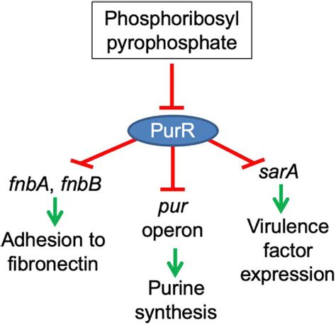 Figure 3 From Metabolic Control Of Virulence Factor Production In