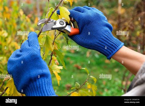 Woman Wearing Gloves Pruning Tree Branch By Secateurs In Garden Closeup Stock Photo Alamy