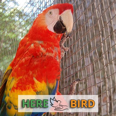 Aviary Netting And Aviary Mesh For Birds Poultry Parrots And Game