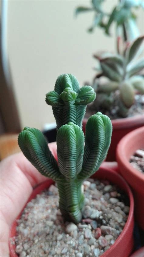 Crassula Pyramidalis Pagoda Mini Jade Artofit